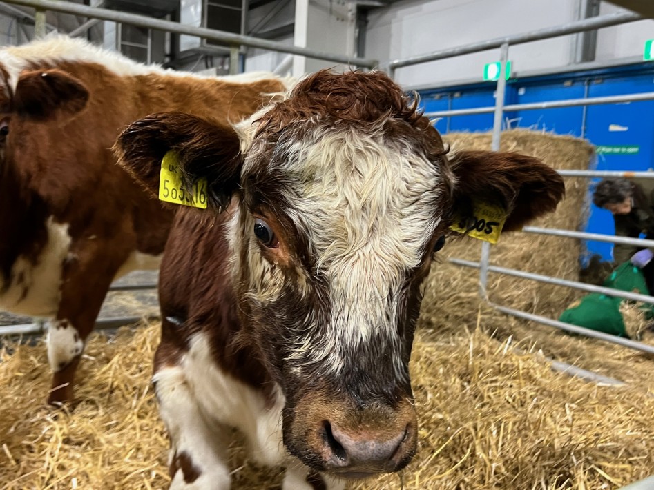 Cattle Irish Moiled - Scottish Smallholder Festival